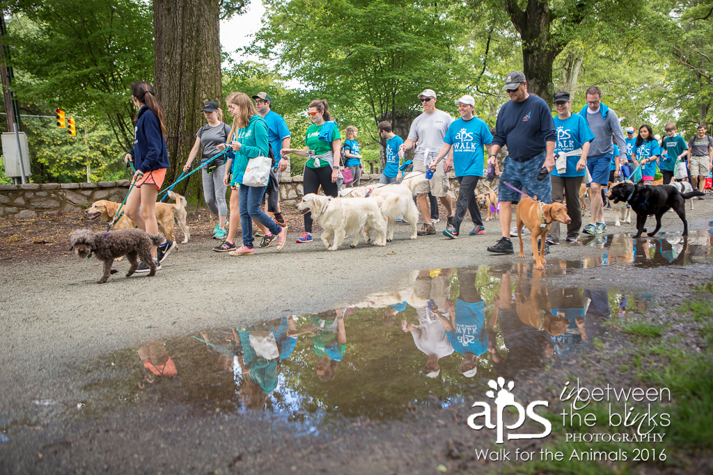 2016 Walk for the Animals