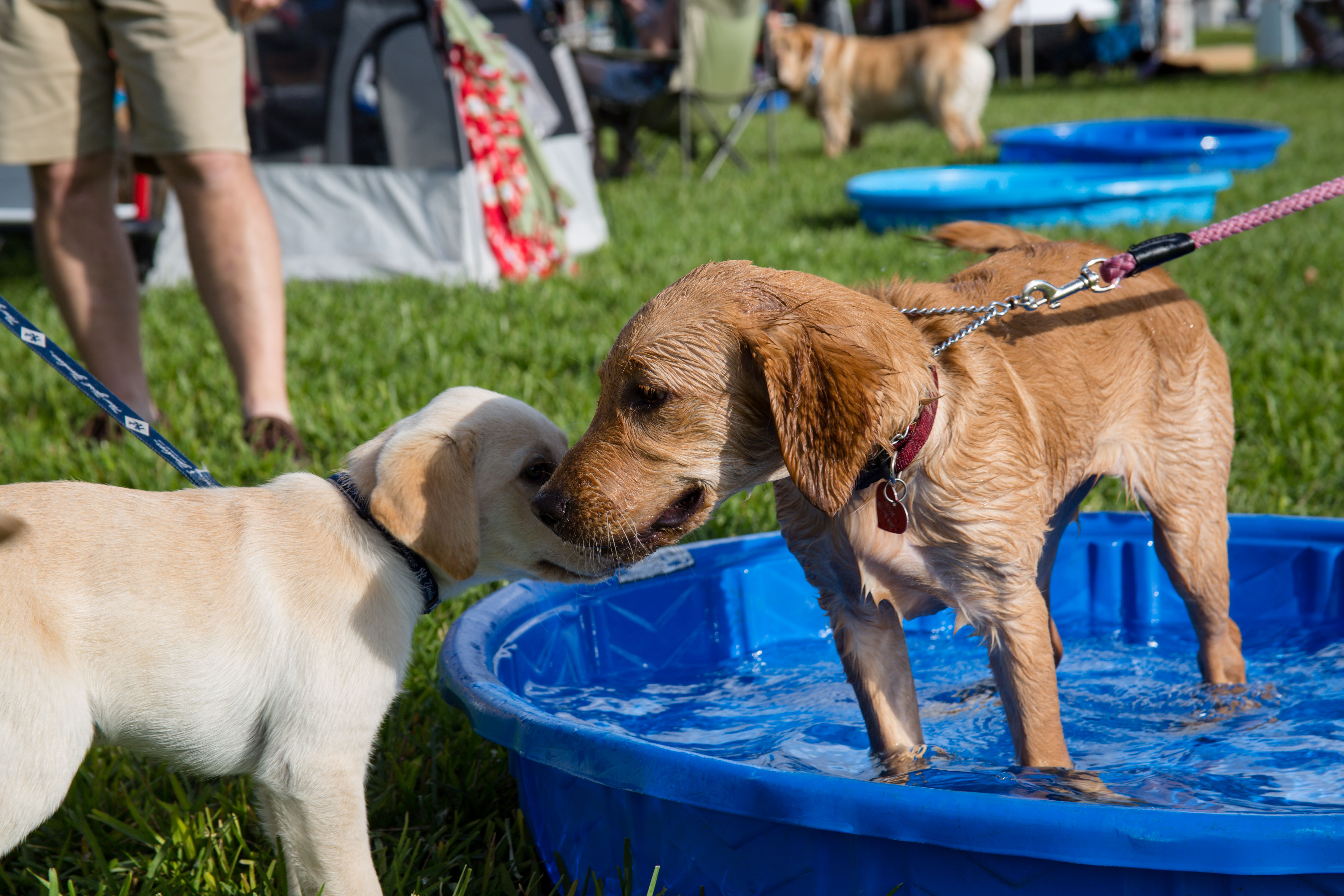 2019 Walk For Animals