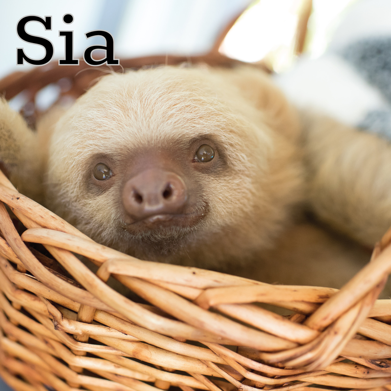 The Sloth Institute of Costa Rica Adoptions