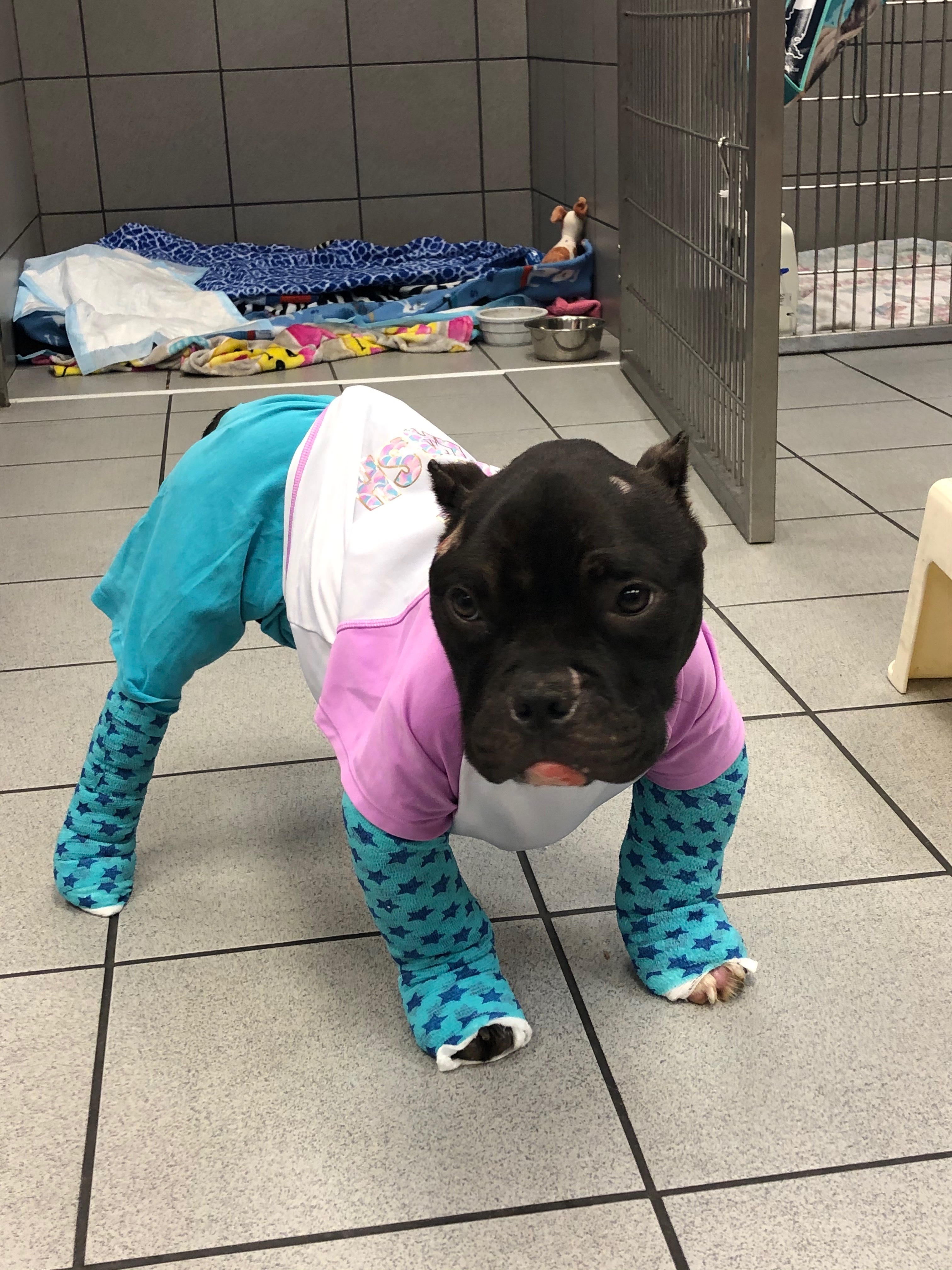 Tater Tot Medical Campaign